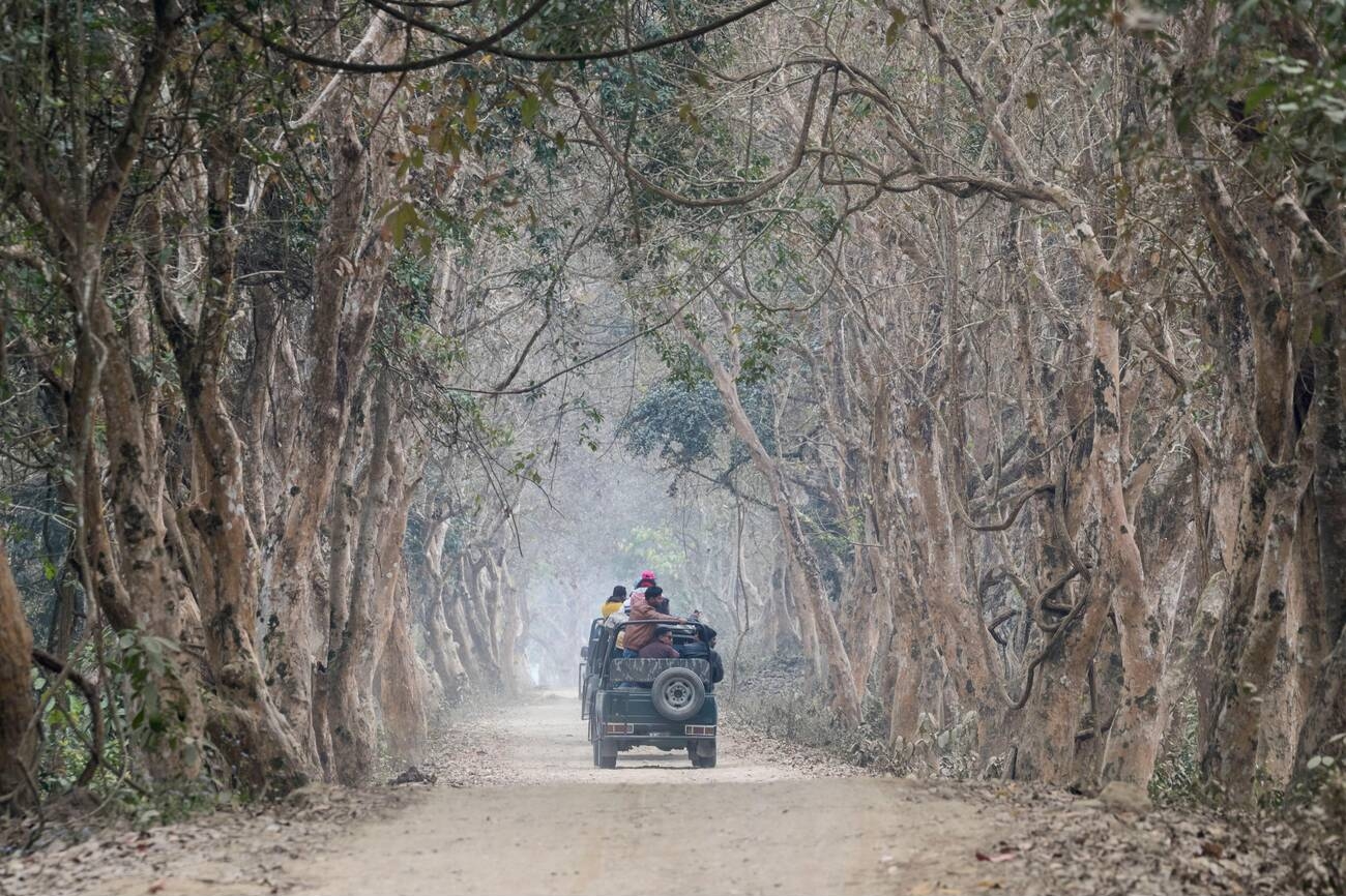 This Is The Only Best Assam Travel Guide You'll Ever Need! | Oddessemania