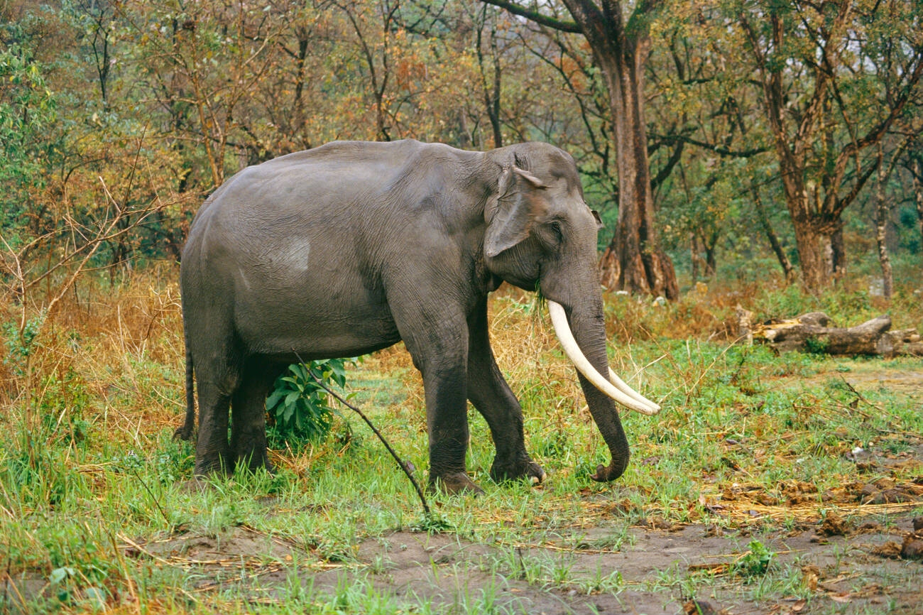 This Is The Only Best Assam Travel Guide You'll Ever Need! | Oddessemania