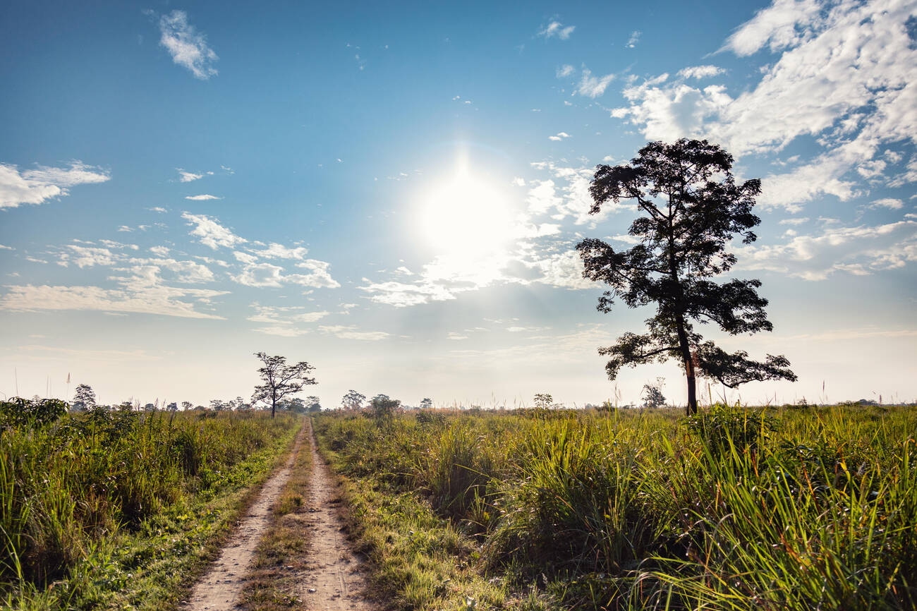 This Is The Only Best Assam Travel Guide You'll Ever Need! | Oddessemania