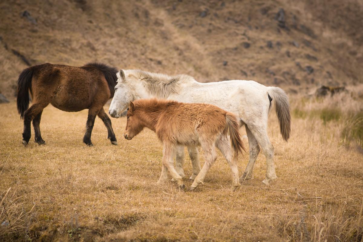 Mechuka Travel Guide: All You Wish To Know! | Oddessemania