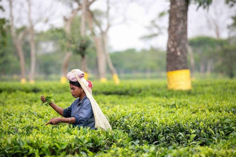 15 Famous Tea Gardens In Assam | Oddessemania