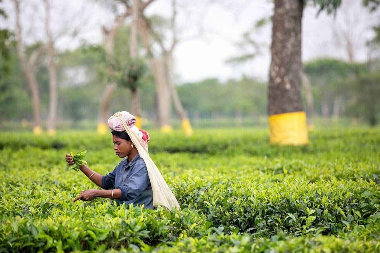 15 Famous Tea Gardens In Assam | Oddessemania