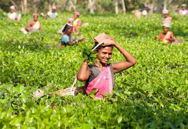15 Famous Tea Gardens In Assam | Oddessemania