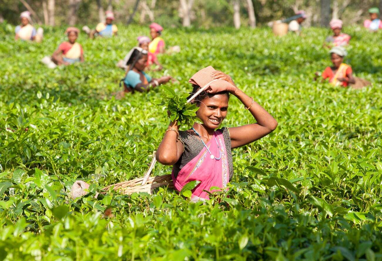 15 Famous Tea Gardens In Assam | Oddessemania
