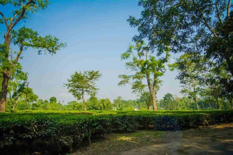 15 Famous Tea Gardens In Assam | Oddessemania