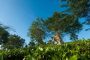 15 Famous Tea Gardens In Assam | Oddessemania