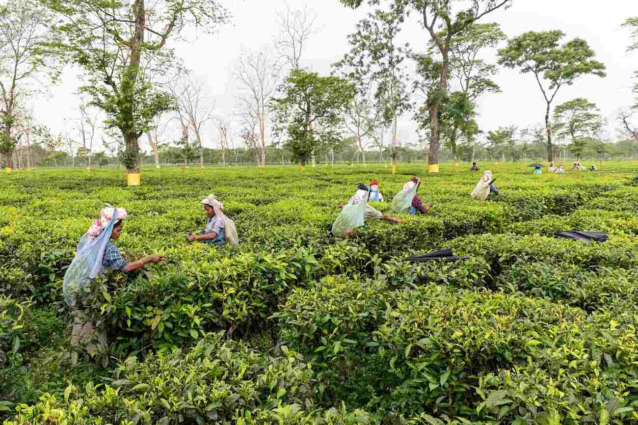 15 Famous Tea Gardens In Assam | Oddessemania