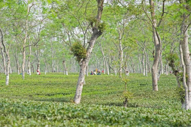15 Famous Tea Gardens In Assam | Oddessemania