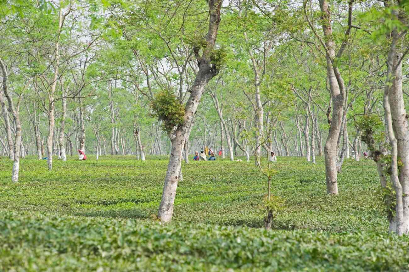 15 Famous Tea Gardens In Assam | Oddessemania