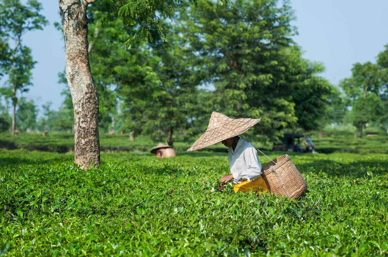 15 Famous Tea Gardens In Assam | Oddessemania