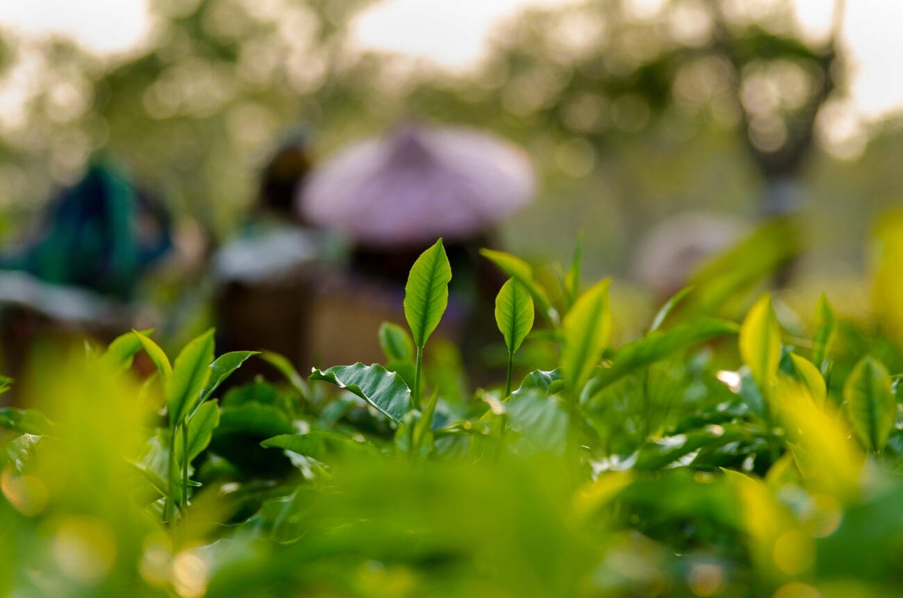 15 Famous Tea Gardens In Assam | Oddessemania