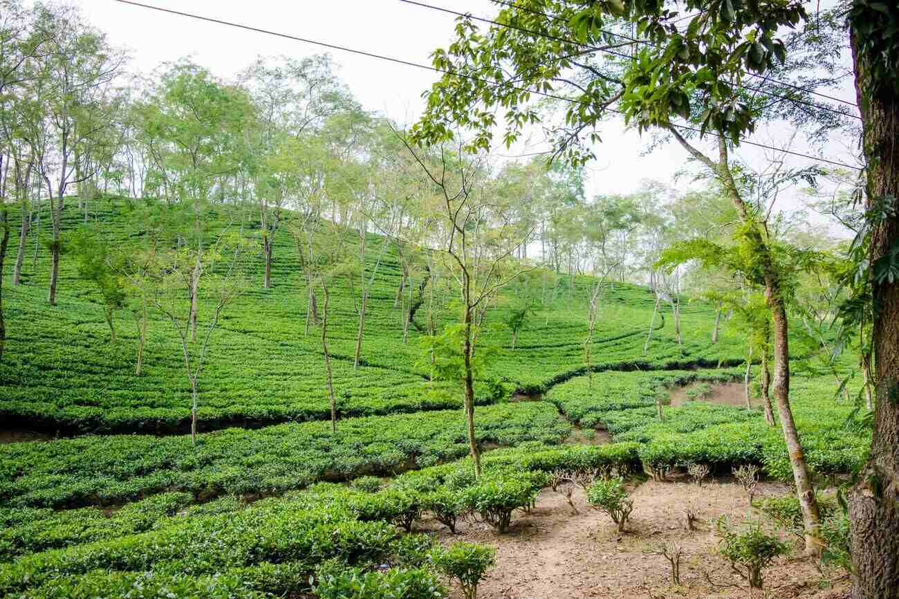 15 Famous Tea Gardens In Assam | Oddessemania