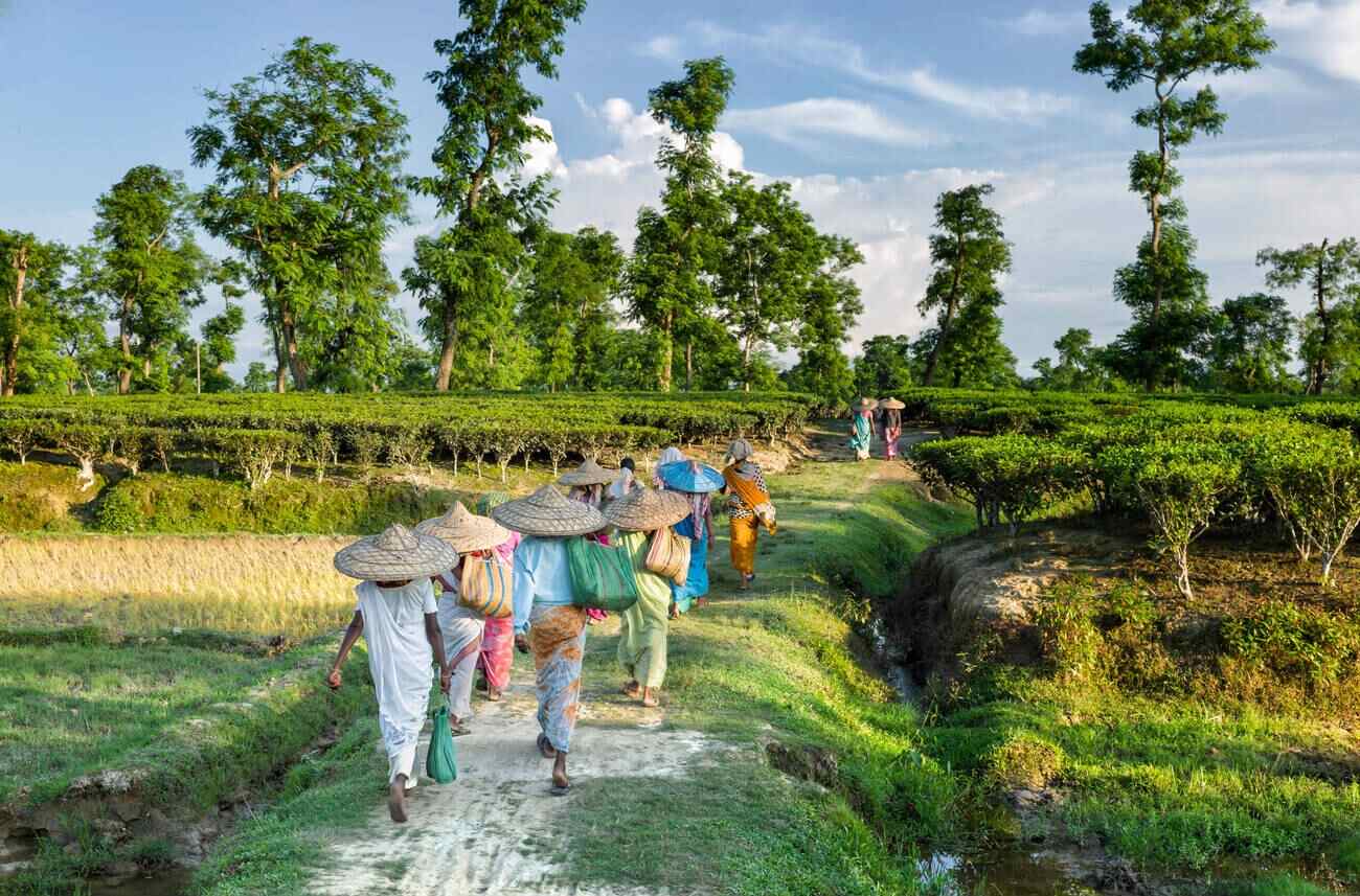 15 Famous Tea Gardens In Assam | Oddessemania