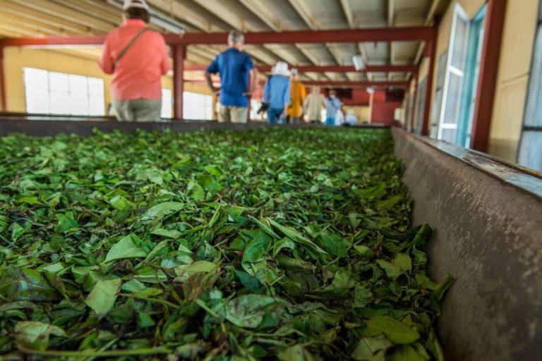 Discover The Vibrant Assam Tea Festival | Oddessemania