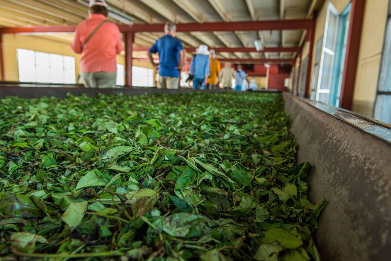 Discover The Vibrant Assam Tea Festival | Oddessemania