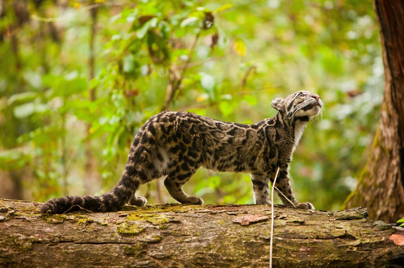 Best Time To Visit Manas National Park | Oddessemania