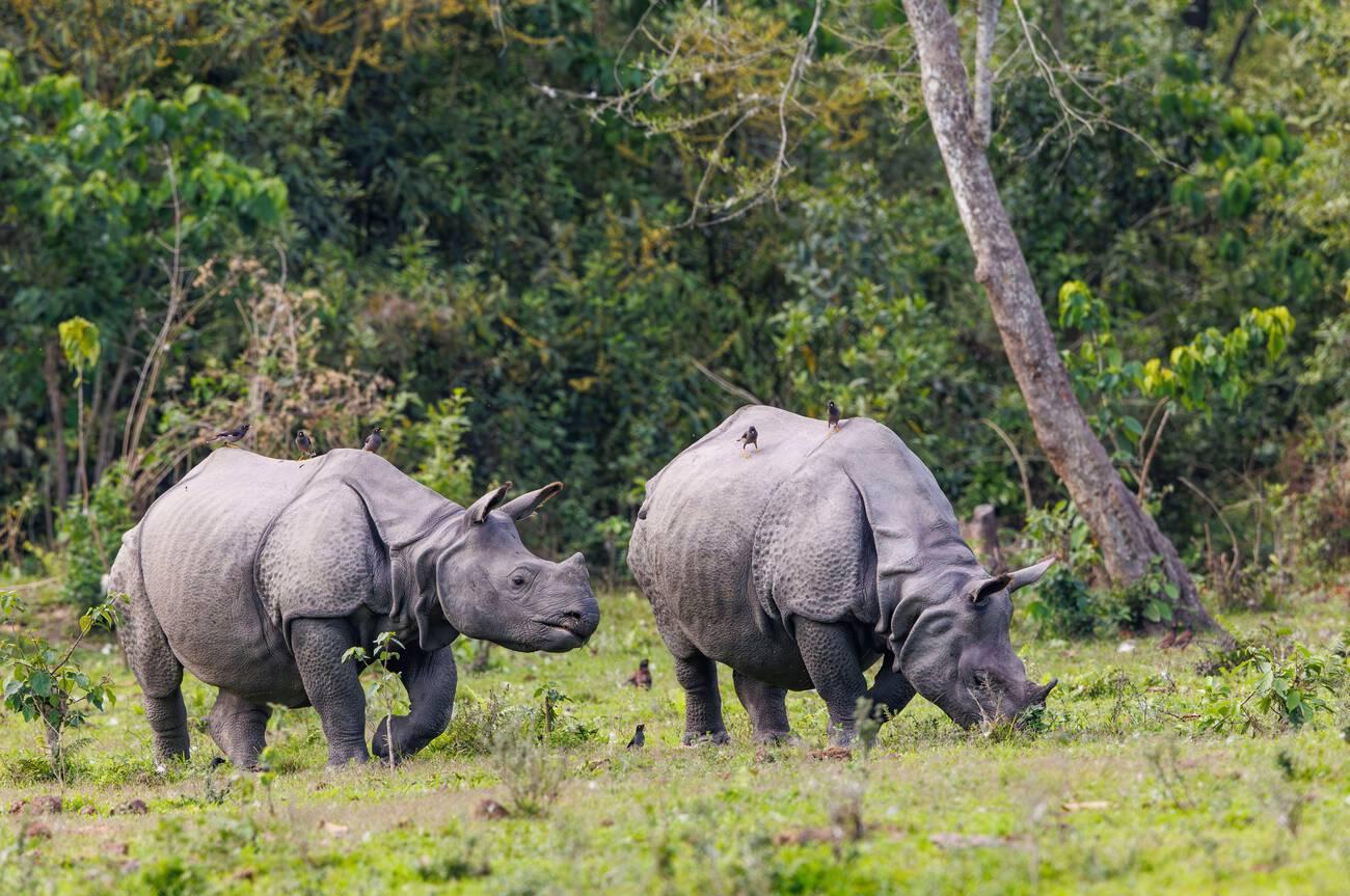 Best Time To Visit Manas National Park | Oddessemania